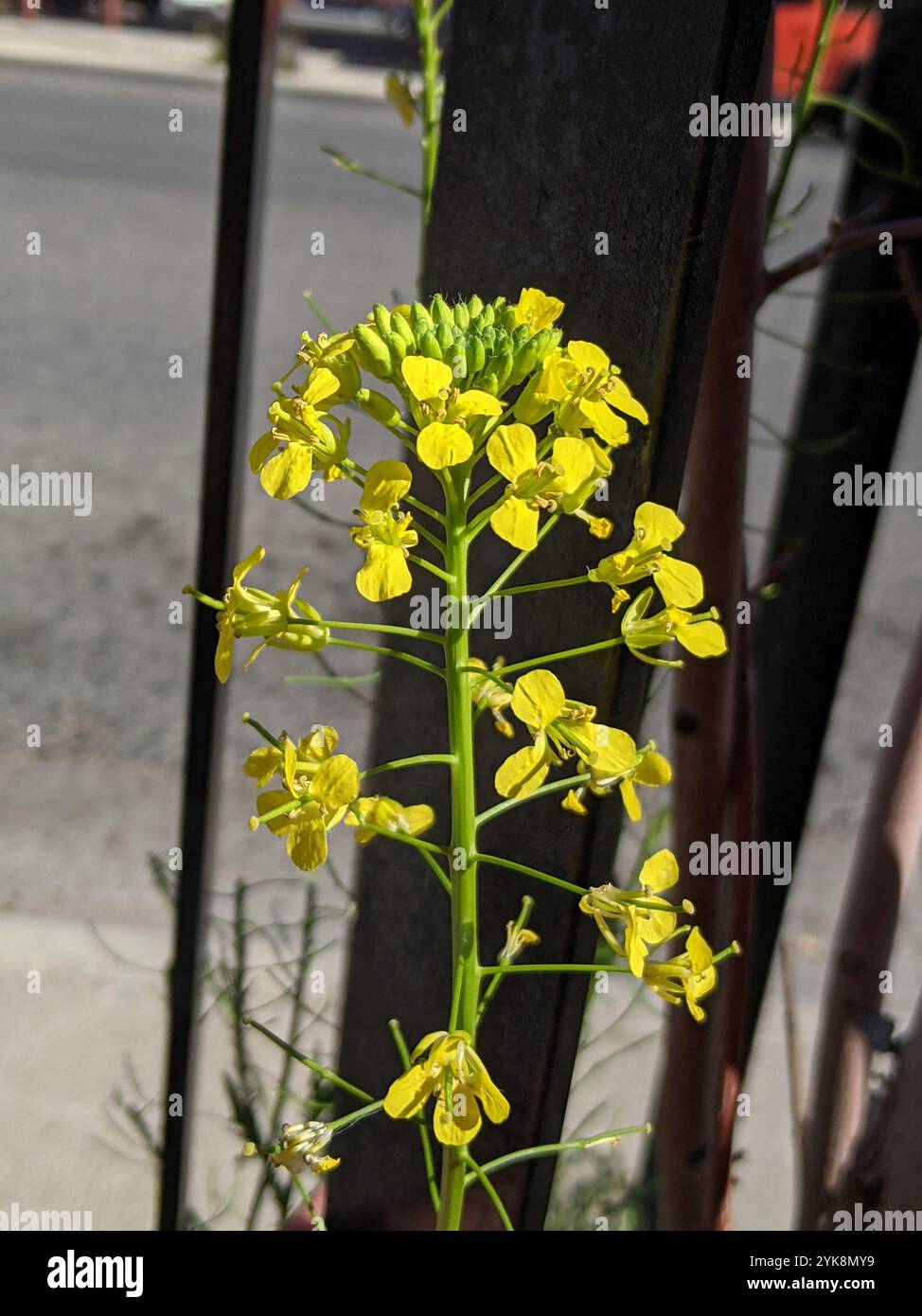 False london rocket hi-res stock photography and images - Alamy