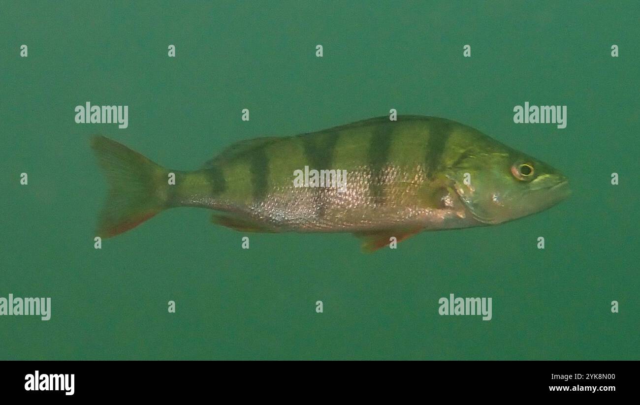 European Perch (Perca fluviatilis Stock Photo - Alamy