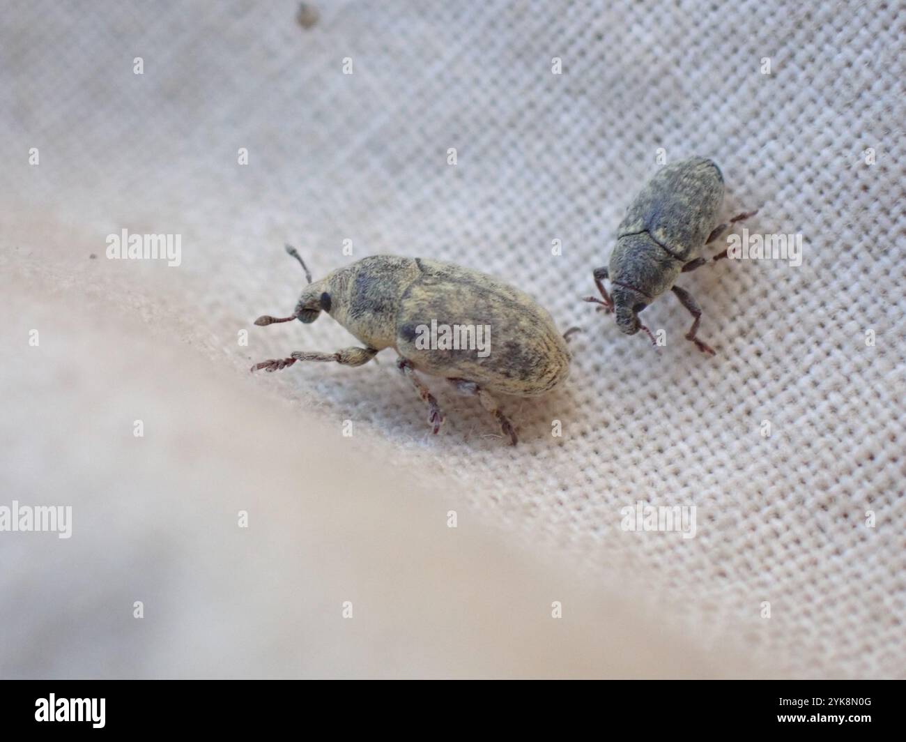 Lesser Knapweed Flower Weevil (Larinus minutus Stock Photo - Alamy