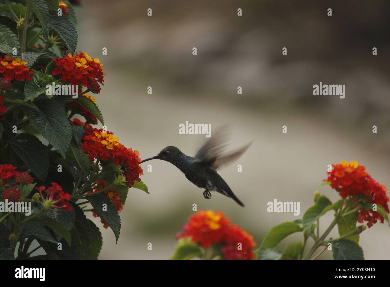 Chionomesa lactea hi-res stock photography and images - Alamy