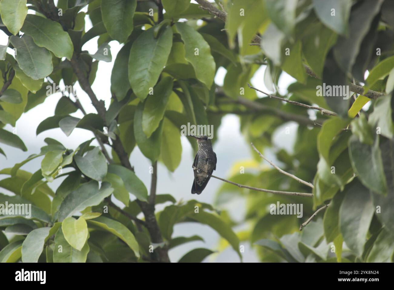 Chionomesa lactea hi-res stock photography and images - Alamy