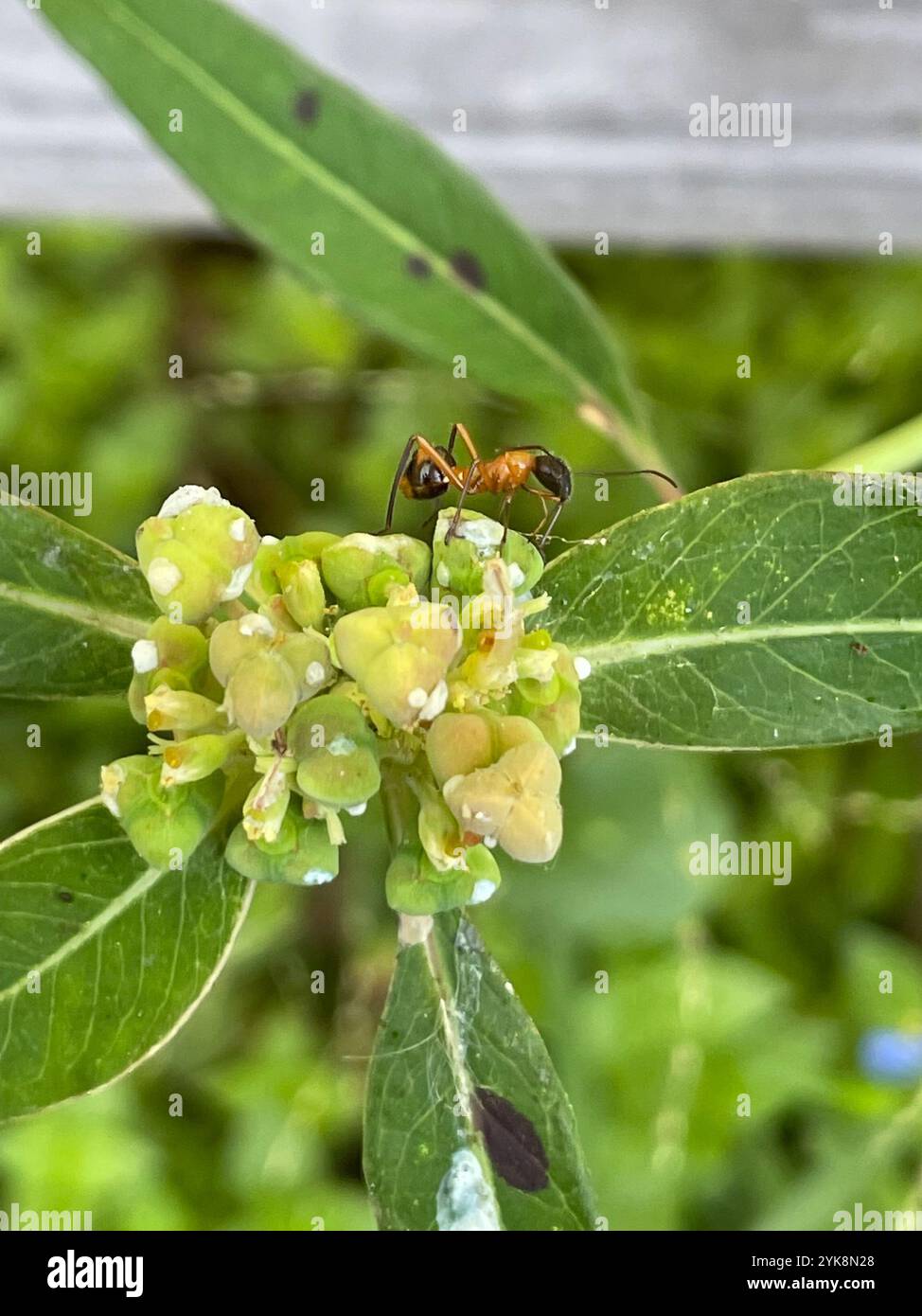 Texas Bow-legged Bug (Hyalymenus tarsatus Stock Photo - Alamy