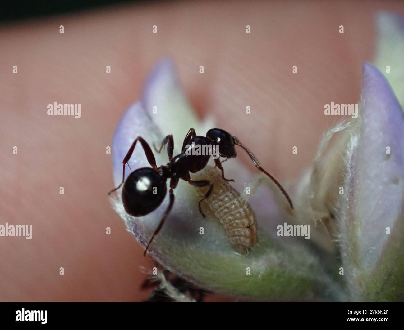 Neogagates-group Field Ants (Formica neogagates Stock Photo - Alamy