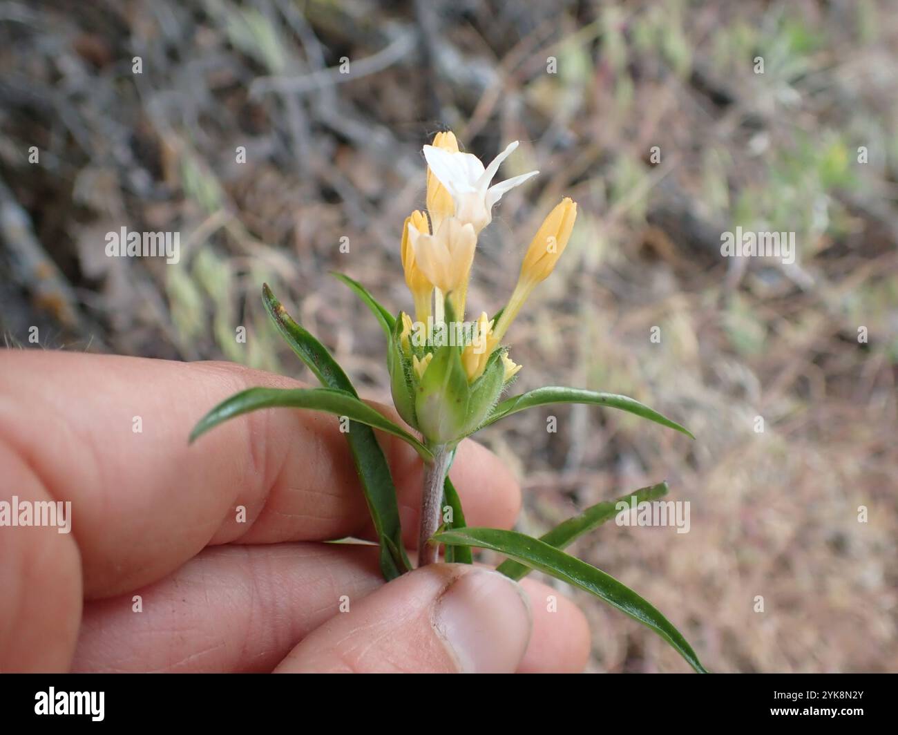 grand collomia (Collomia grandiflora Stock Photo - Alamy