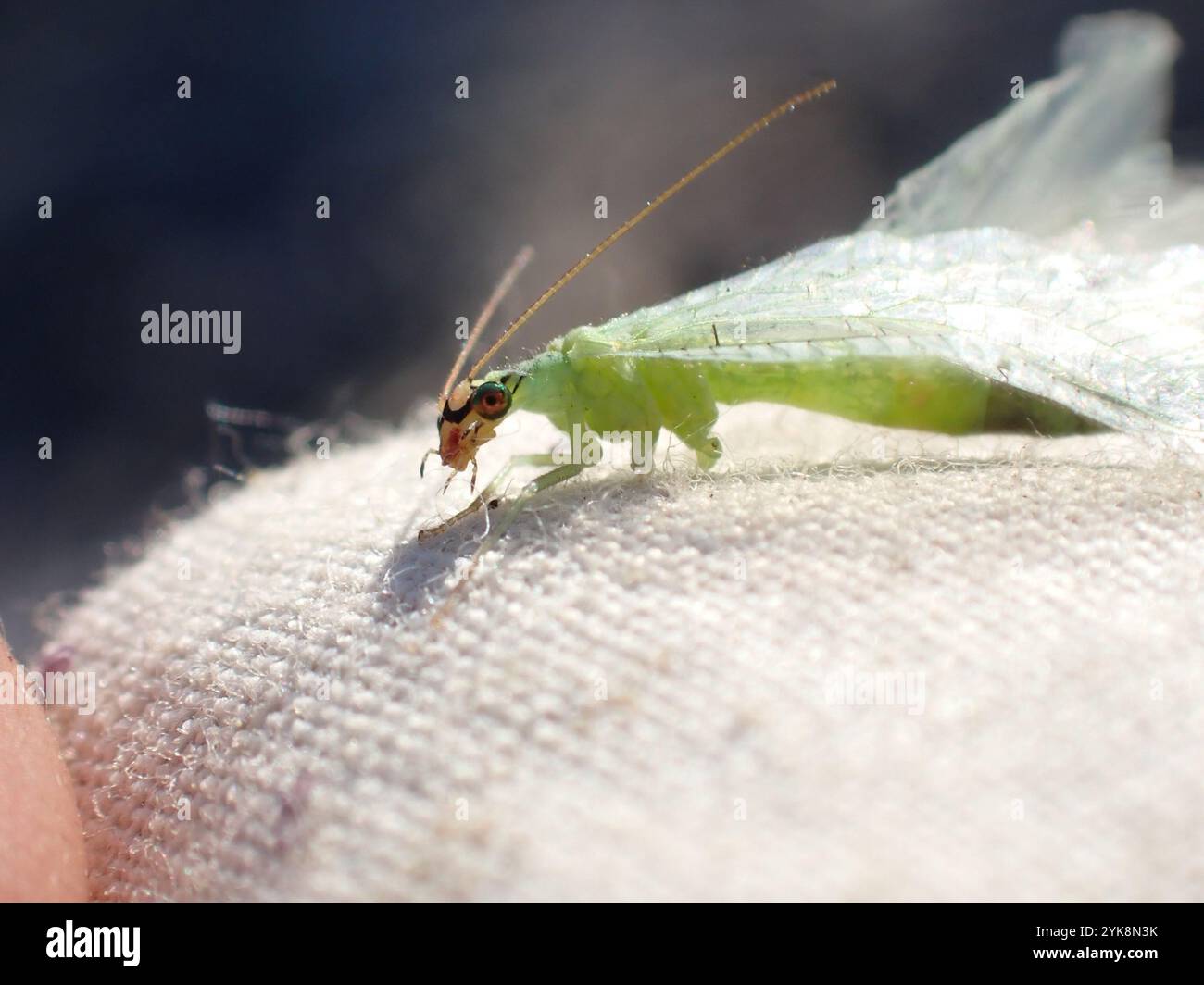 Golden-eyed lacewing (Chrysopa oculata Stock Photo - Alamy
