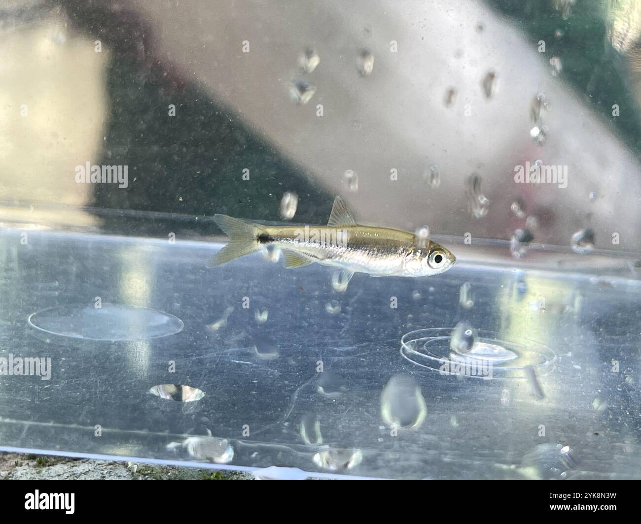 Taiwan Horse Mouth (Candidia barbata Stock Photo - Alamy