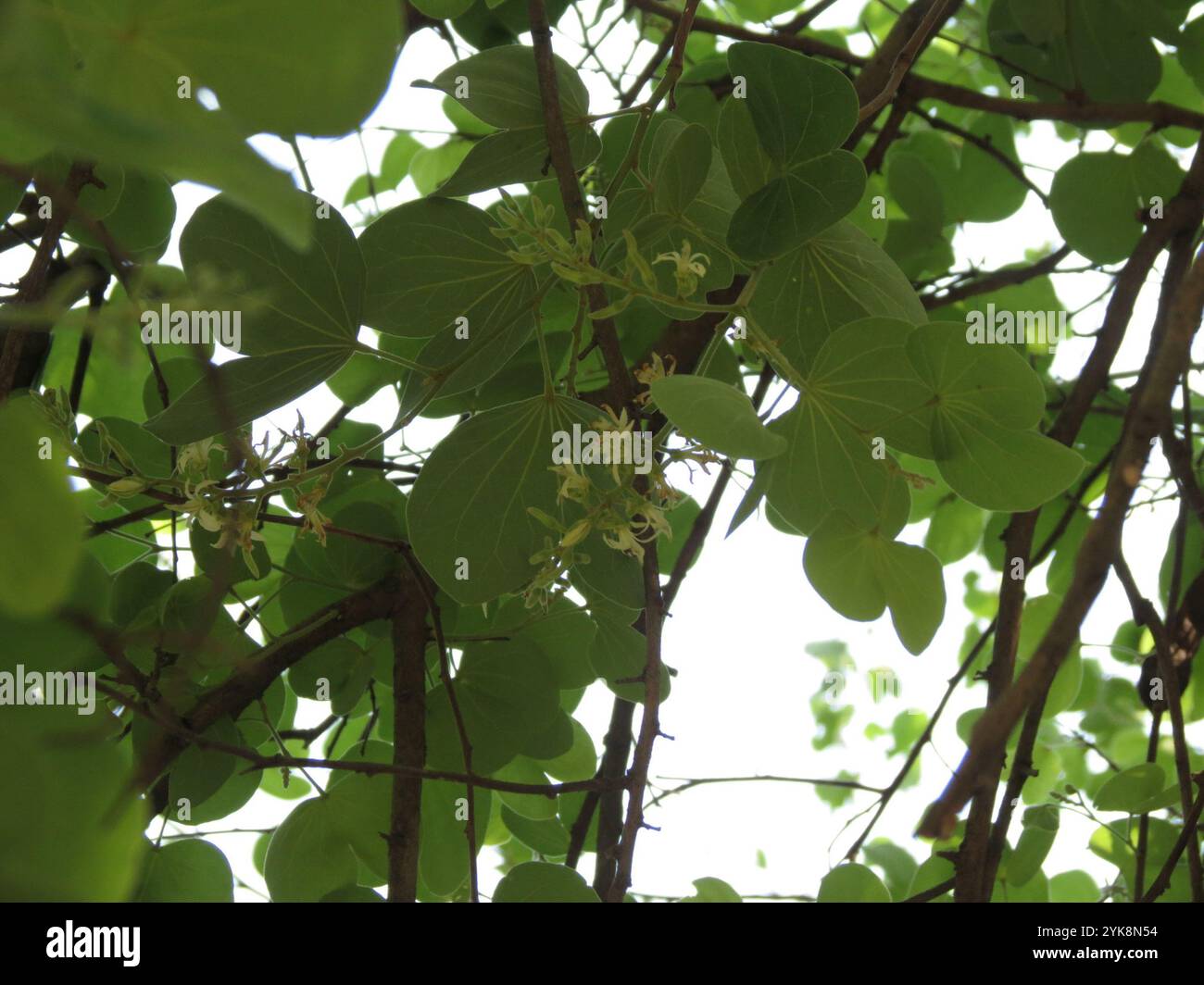 Bidi leaf tree (Bauhinia racemosa Stock Photo - Alamy