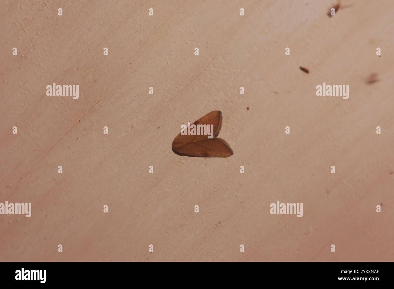 Wedgling Moth (Galgula partita Stock Photo - Alamy