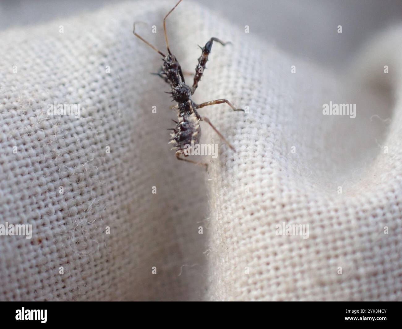 Sinea hi-res stock photography and images - Alamy