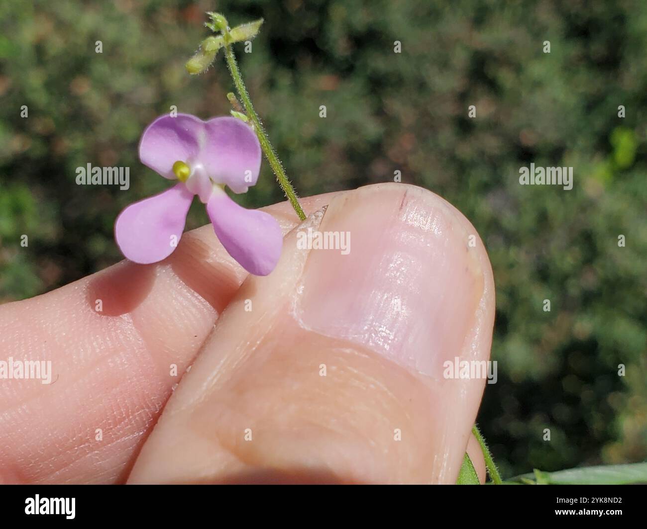 tepary bean (Phaseolus acutifolius Stock Photo - Alamy