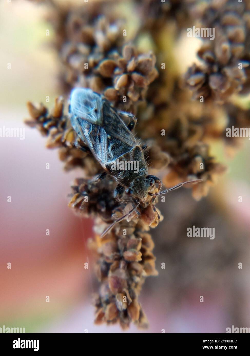 Nettle ground bug (Heterogaster urticae Stock Photo - Alamy