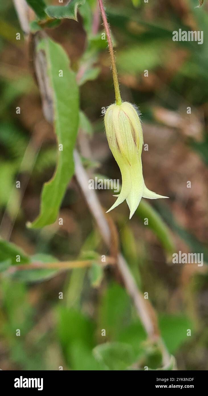 Common Apple-berry (Billardiera mutabilis Stock Photo - Alamy