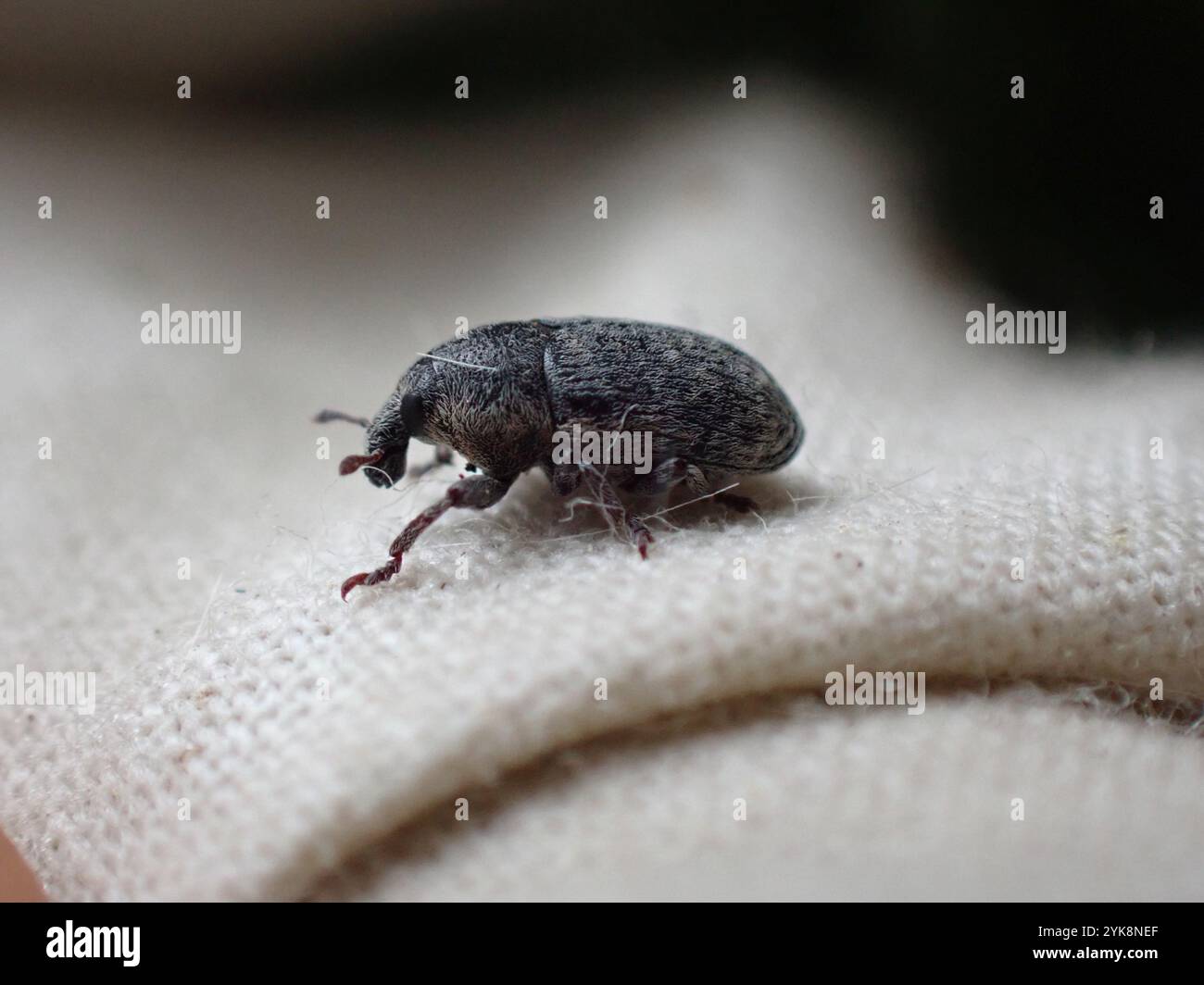 Lesser Knapweed Flower Weevil (Larinus minutus Stock Photo - Alamy