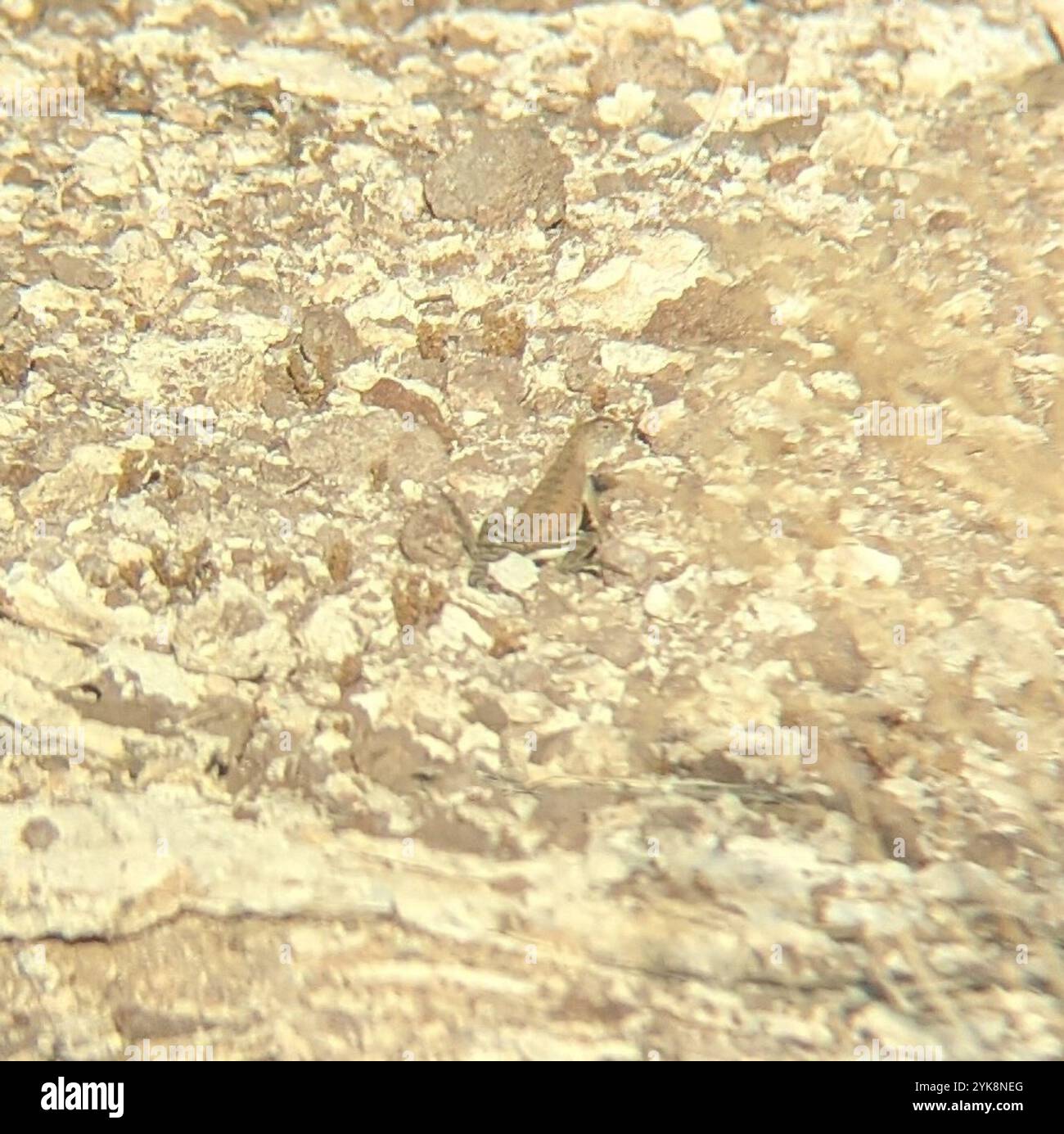 Zebra-tailed Lizard (Callisaurus draconoides Stock Photo - Alamy