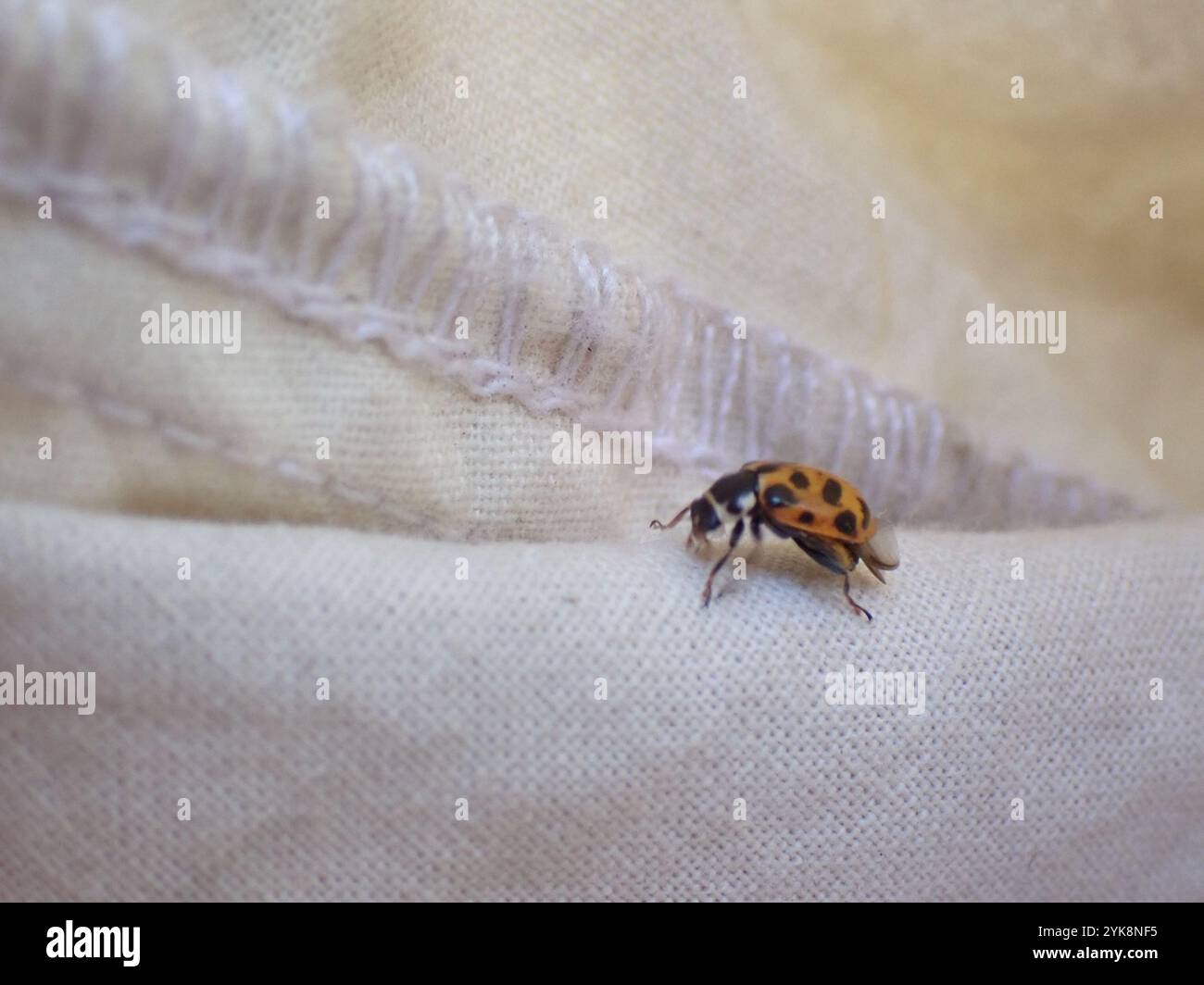 Thirteen-spotted Lady Beetle (Hippodamia tredecimpunctata Stock Photo ...