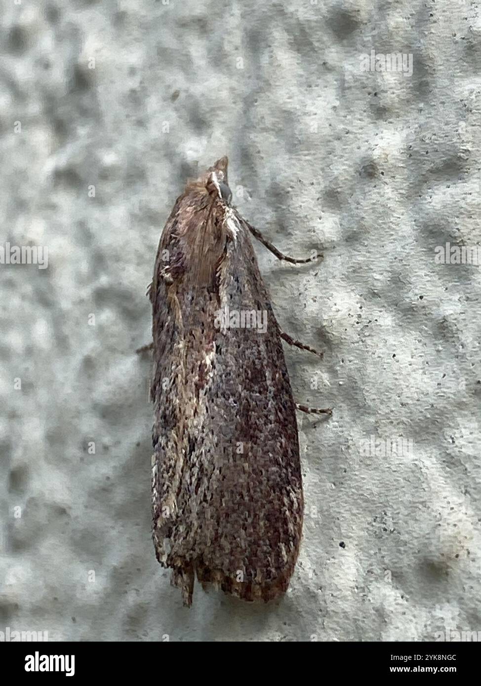 The greater wax moth hi-res stock photography and images - Alamy