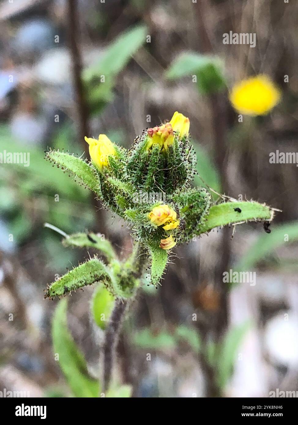 Madia sativa hi-res stock photography and images - Alamy
