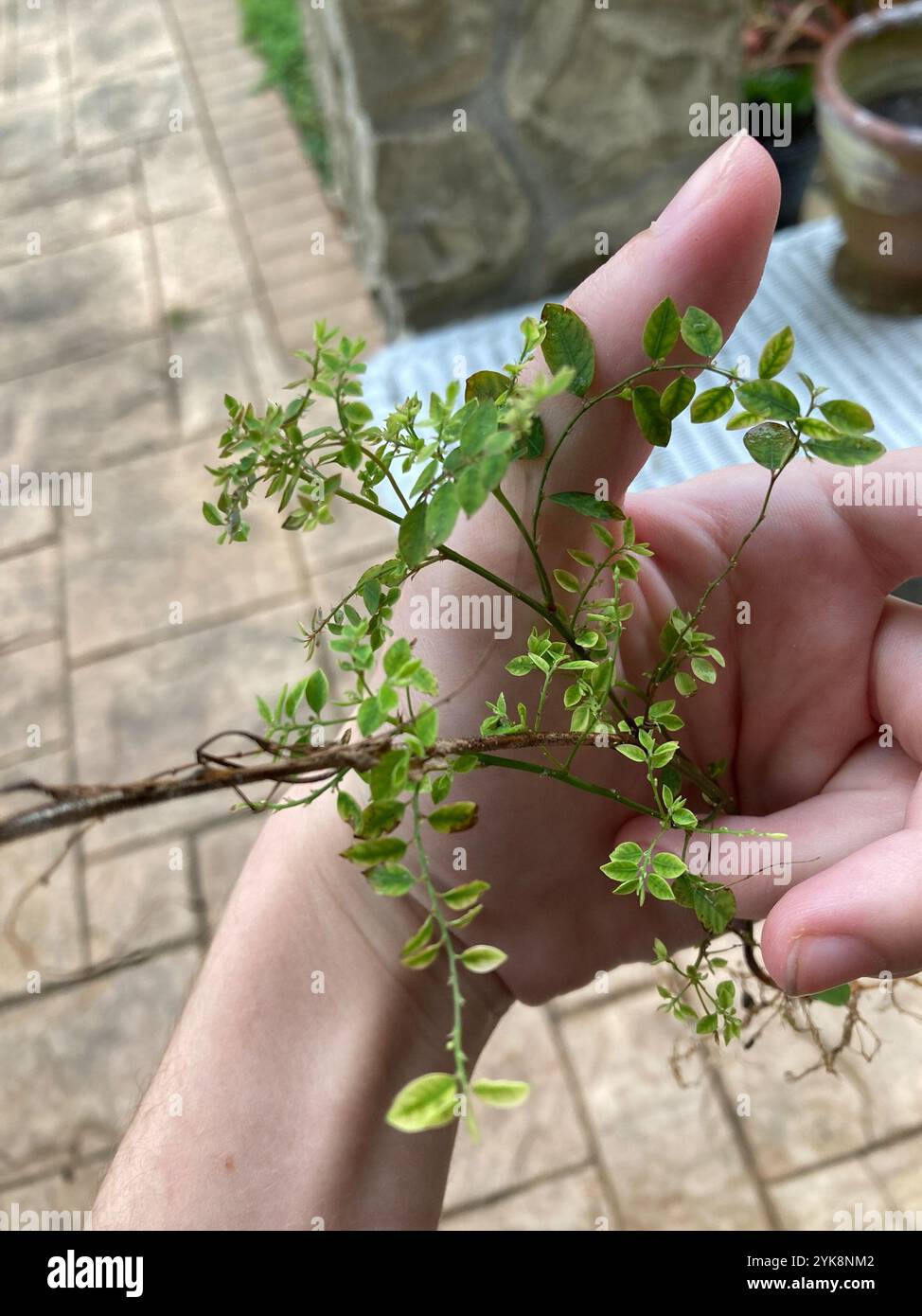 Phyllanthaceae family hi-res stock photography and images - Alamy
