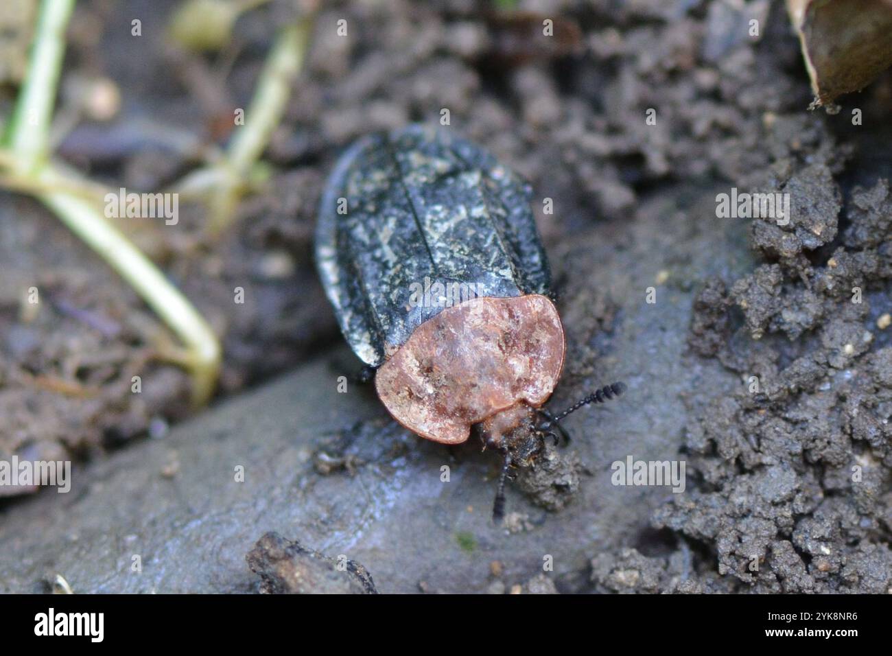 Red-breasted Carrion Beetle (Oiceoptoma thoracicum Stock Photo - Alamy