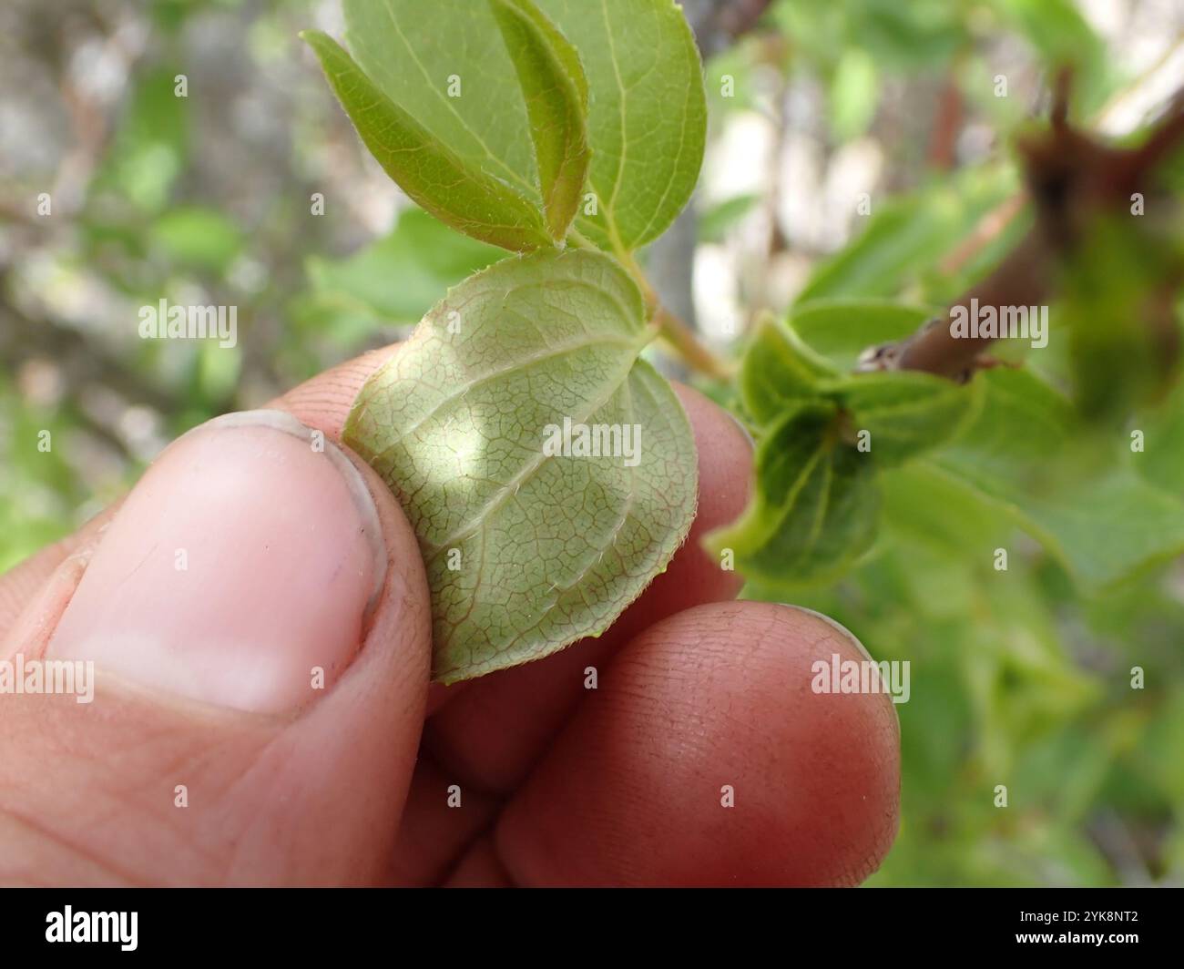 Lewis' mock orange (Philadelphus lewisii Stock Photo - Alamy