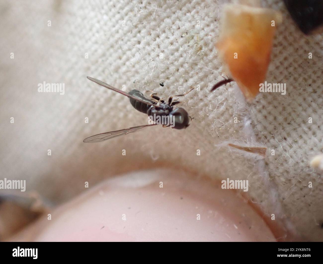 Big-headed Flies (Pipunculidae Stock Photo - Alamy