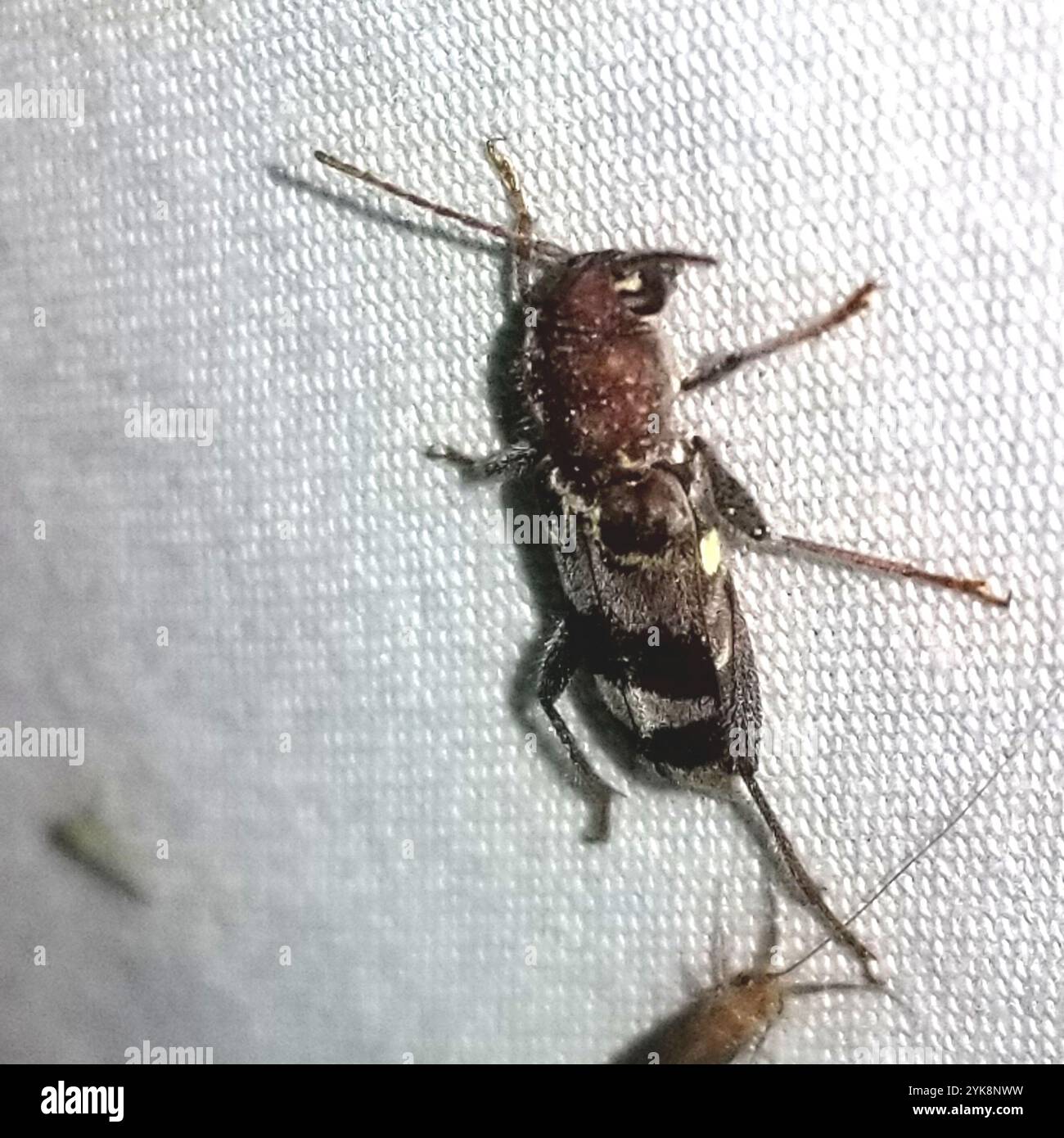 Rustic Borer (Xylotrechus colonus Stock Photo - Alamy