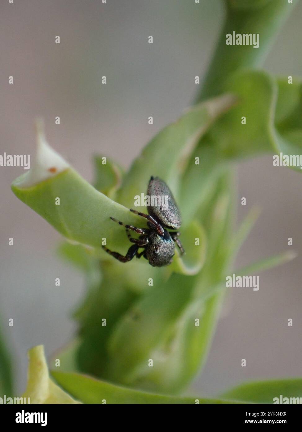 Leaf-beetle Jumping Spiders (Sassacus Stock Photo - Alamy