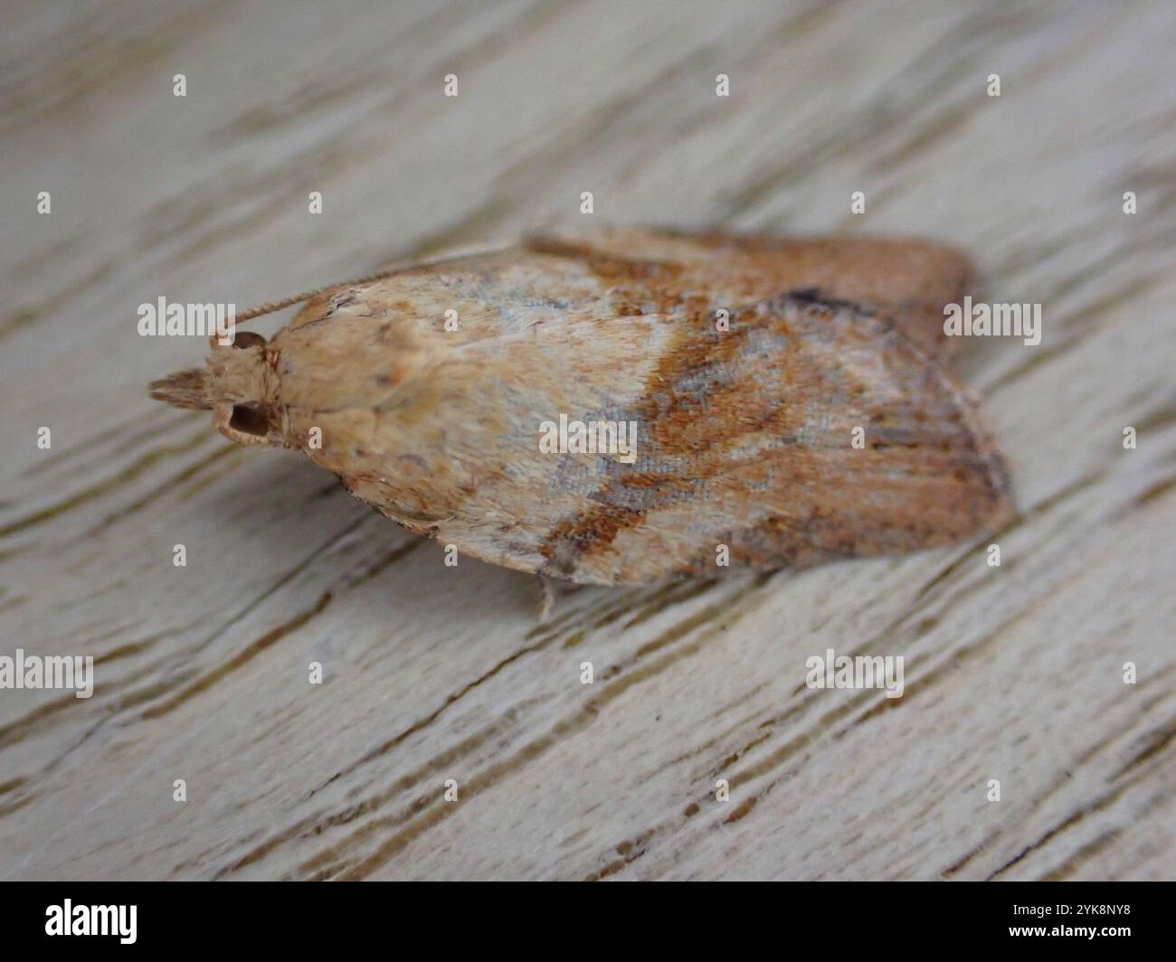 Light brown apple moth hi-res stock photography and images - Alamy