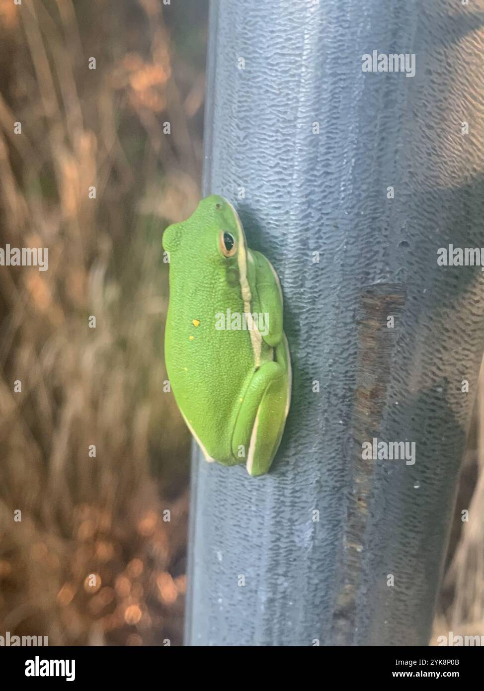 Green Treefrog (Hyla cinerea Stock Photo - Alamy