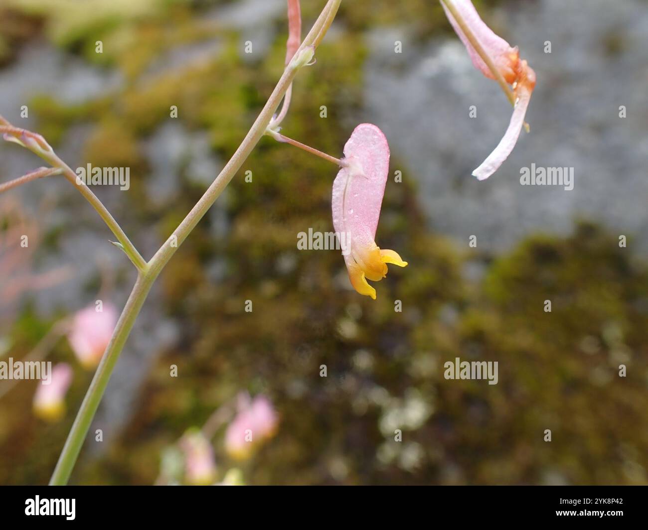 Capnoides sempervirens hi-res stock photography and images - Alamy