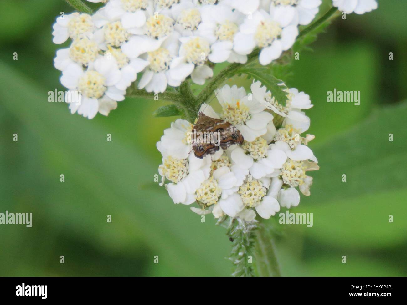 Metalmark Moths (Choreutidae Stock Photo - Alamy