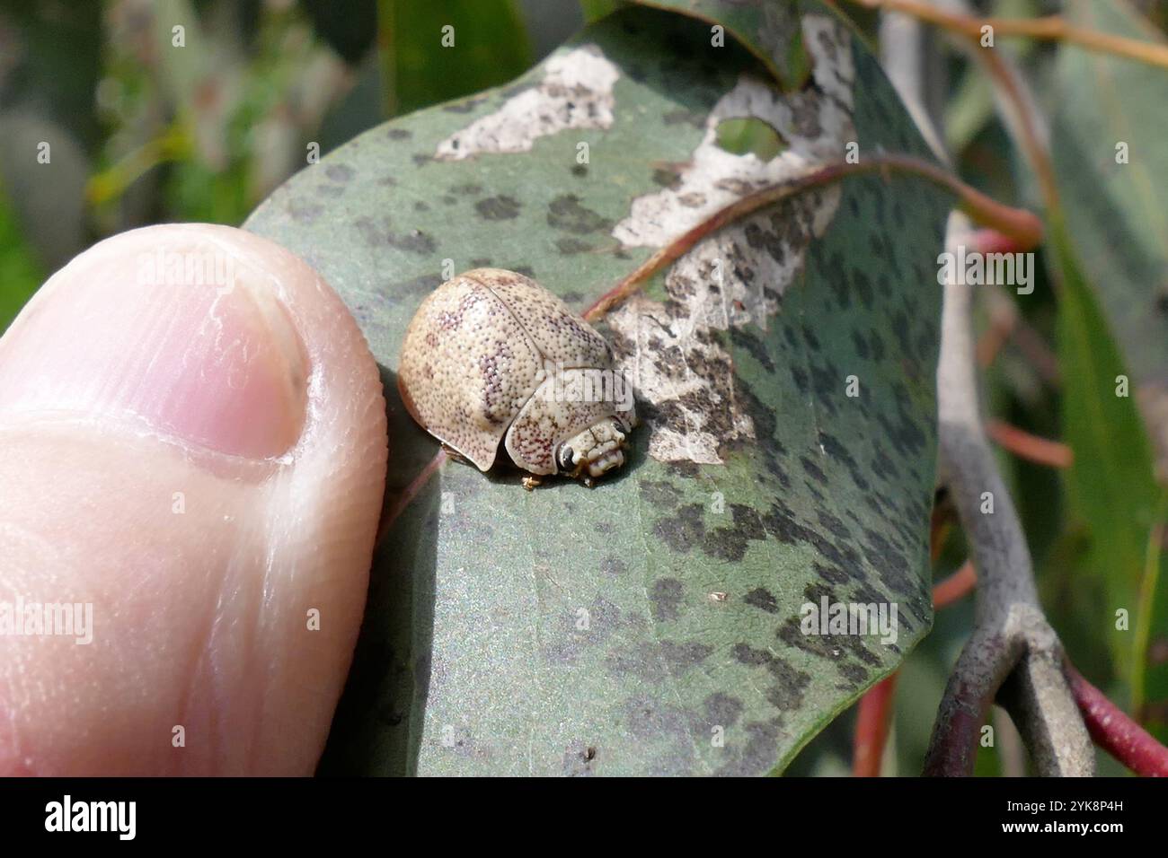 Paropsis hi-res stock photography and images - Alamy