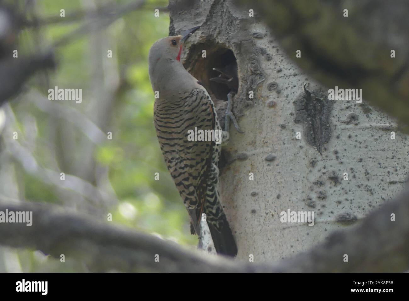 Northern Flicker (Colaptes auratus Stock Photo - Alamy