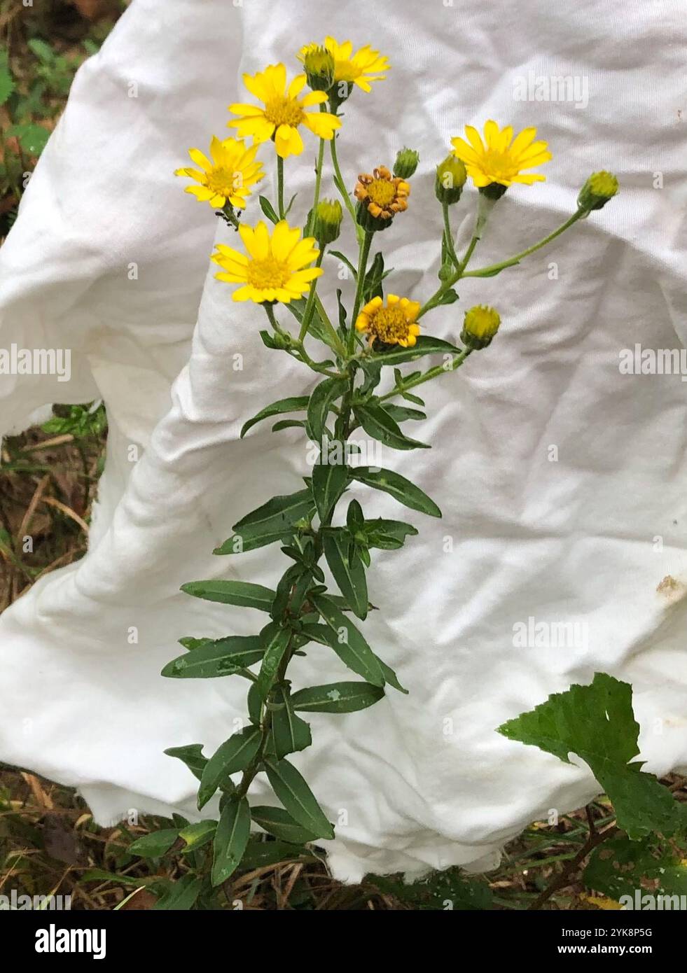 Maryland golden-aster (Chrysopsis mariana Stock Photo - Alamy