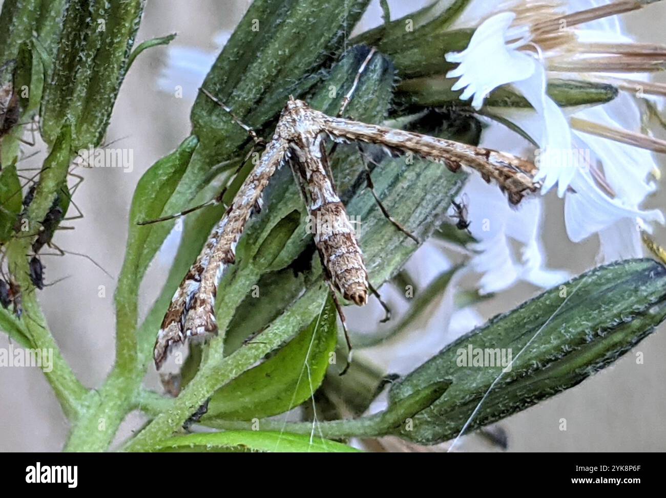 Geranium plume moth hi-res stock photography and images - Alamy