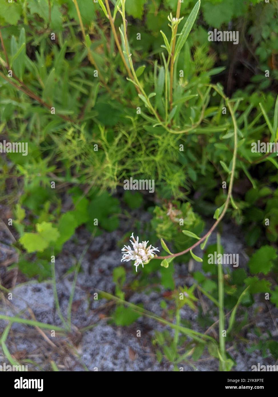 Coastalplain Palafox (Palafoxia integrifolia Stock Photo - Alamy