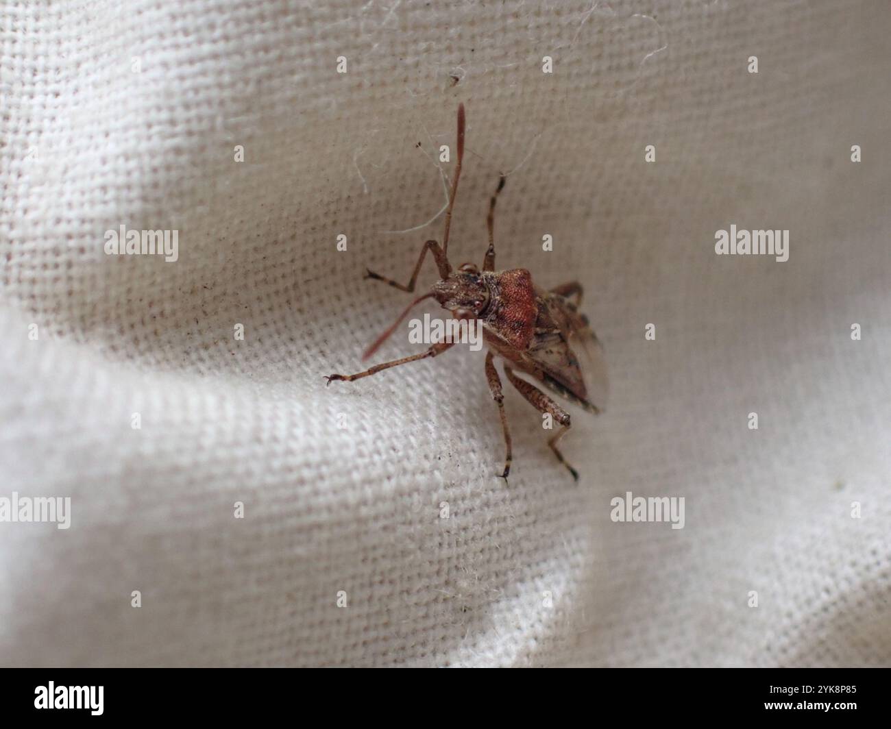 Scentless Plant Bugs (Rhopalidae Stock Photo - Alamy