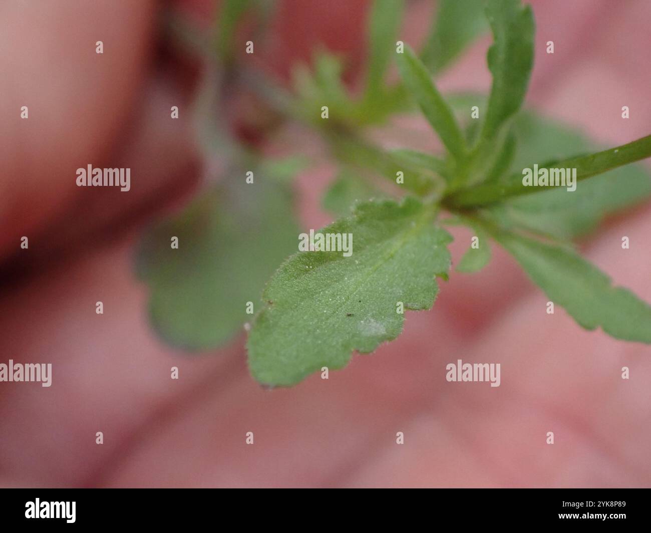 European field pansy (Viola arvensis Stock Photo - Alamy
