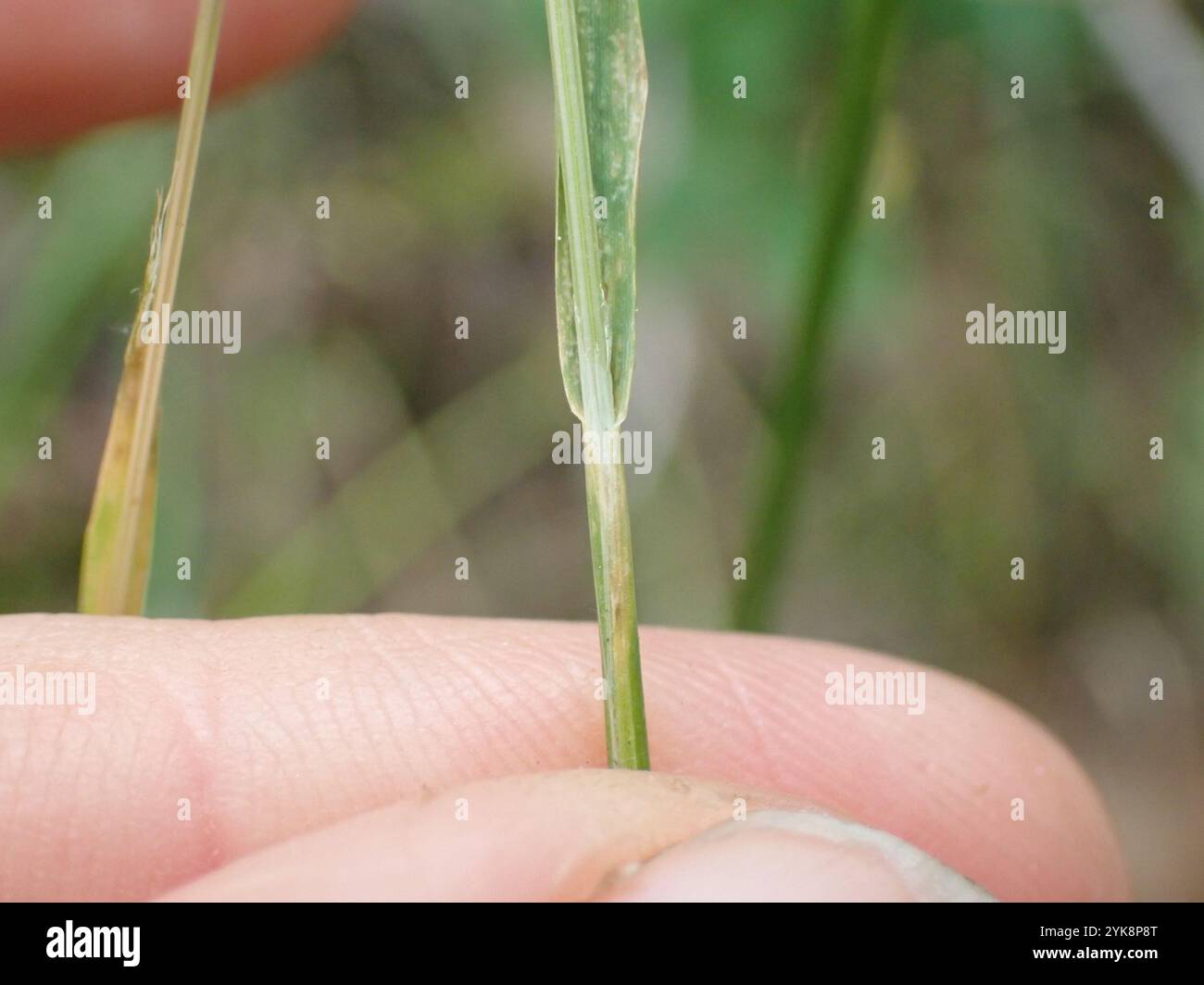 Bulbous Bluegrass (Poa bulbosa Stock Photo - Alamy