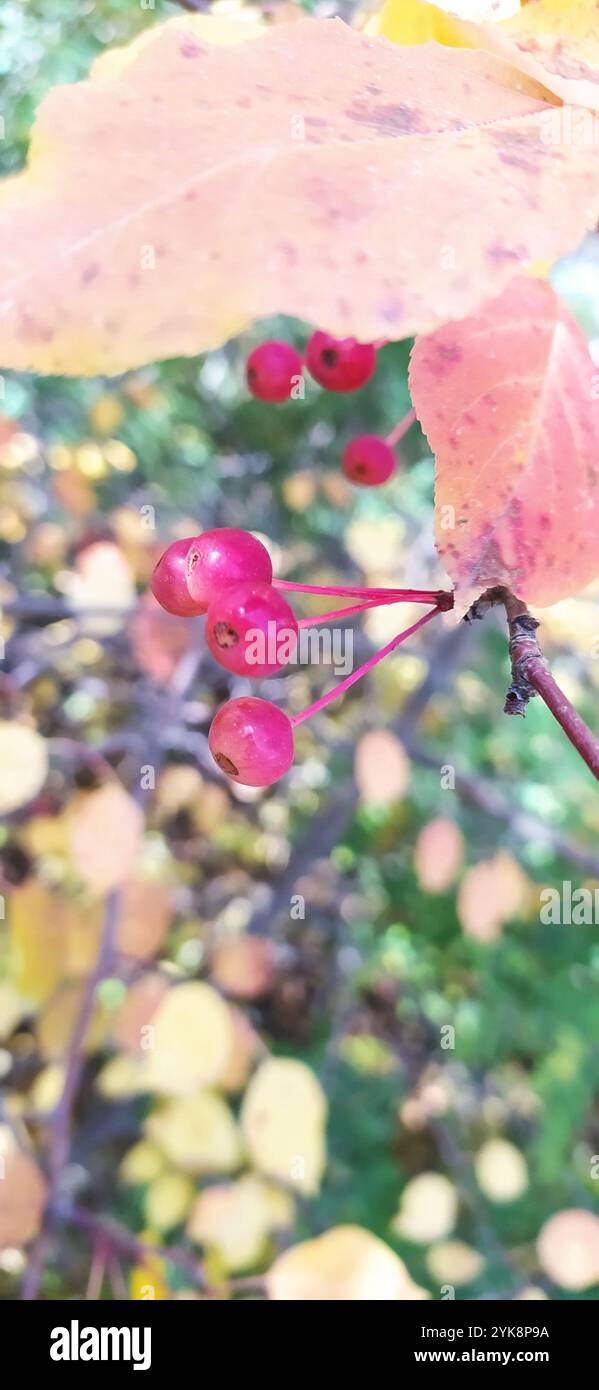 Siberian crabapple (Malus baccata Stock Photo - Alamy