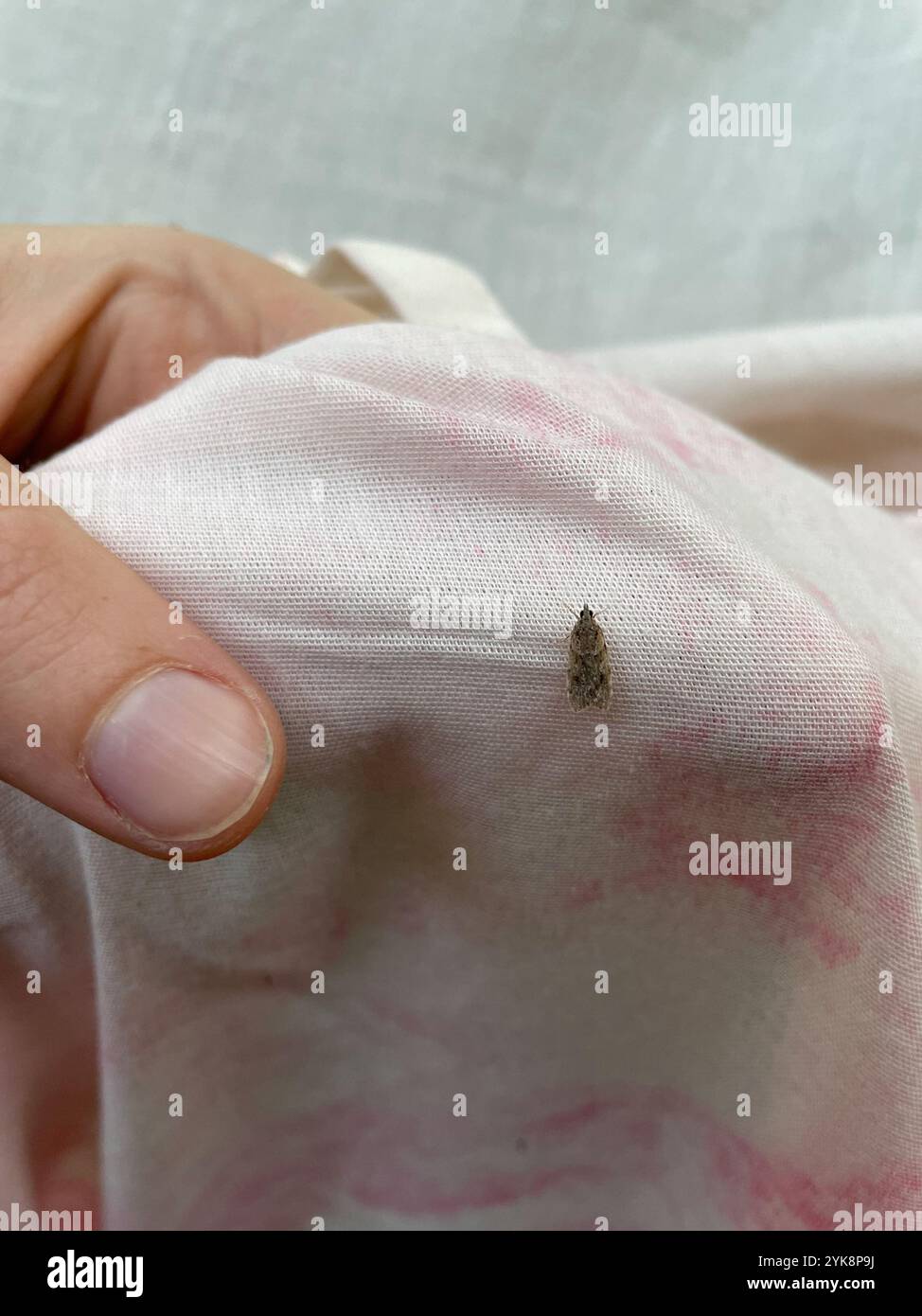 Many-spotted Scoparia Moth (Scoparia basalis Stock Photo - Alamy