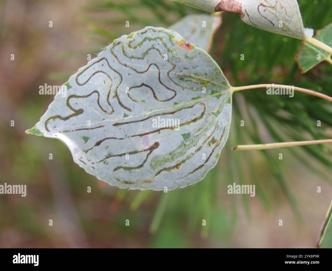 Aspen Serpentine Leafminer Moth (Phyllocnistis populiella Stock Photo ...
