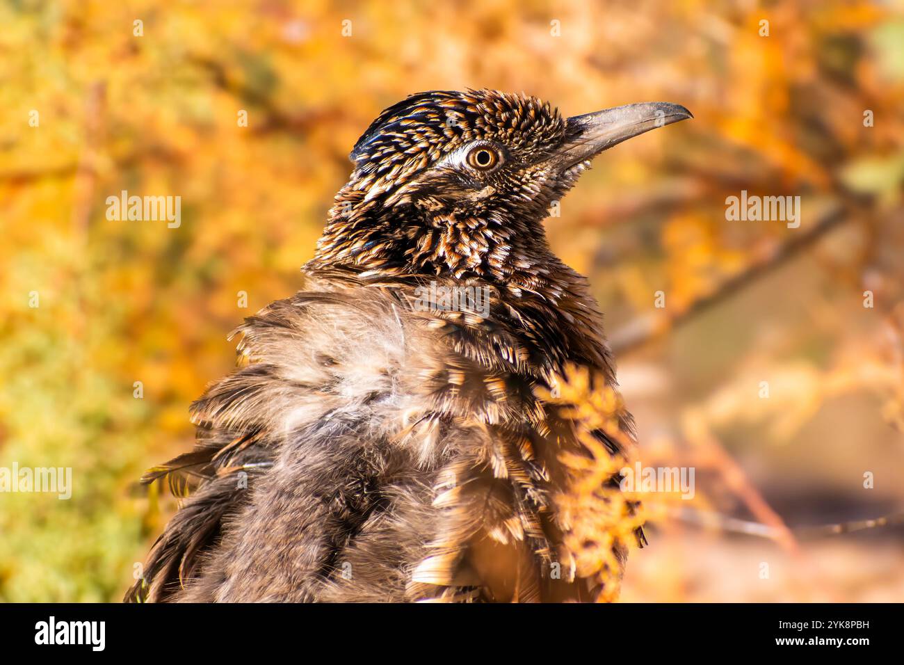 Visit sabino canyon hi-res stock photography and images - Alamy