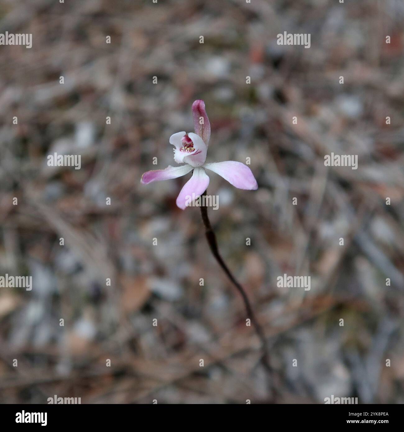 Dusky Fingers (Caladenia fuscata Stock Photo - Alamy