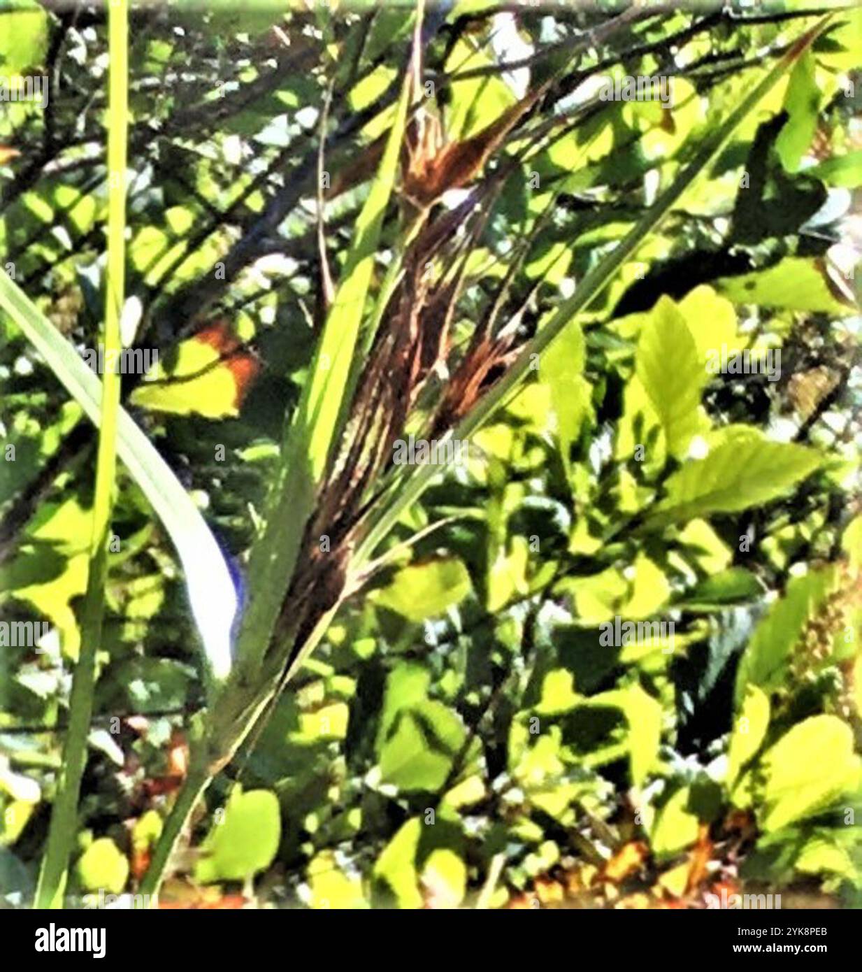 Tall Beakrush (Rhynchospora macrostachya Stock Photo - Alamy