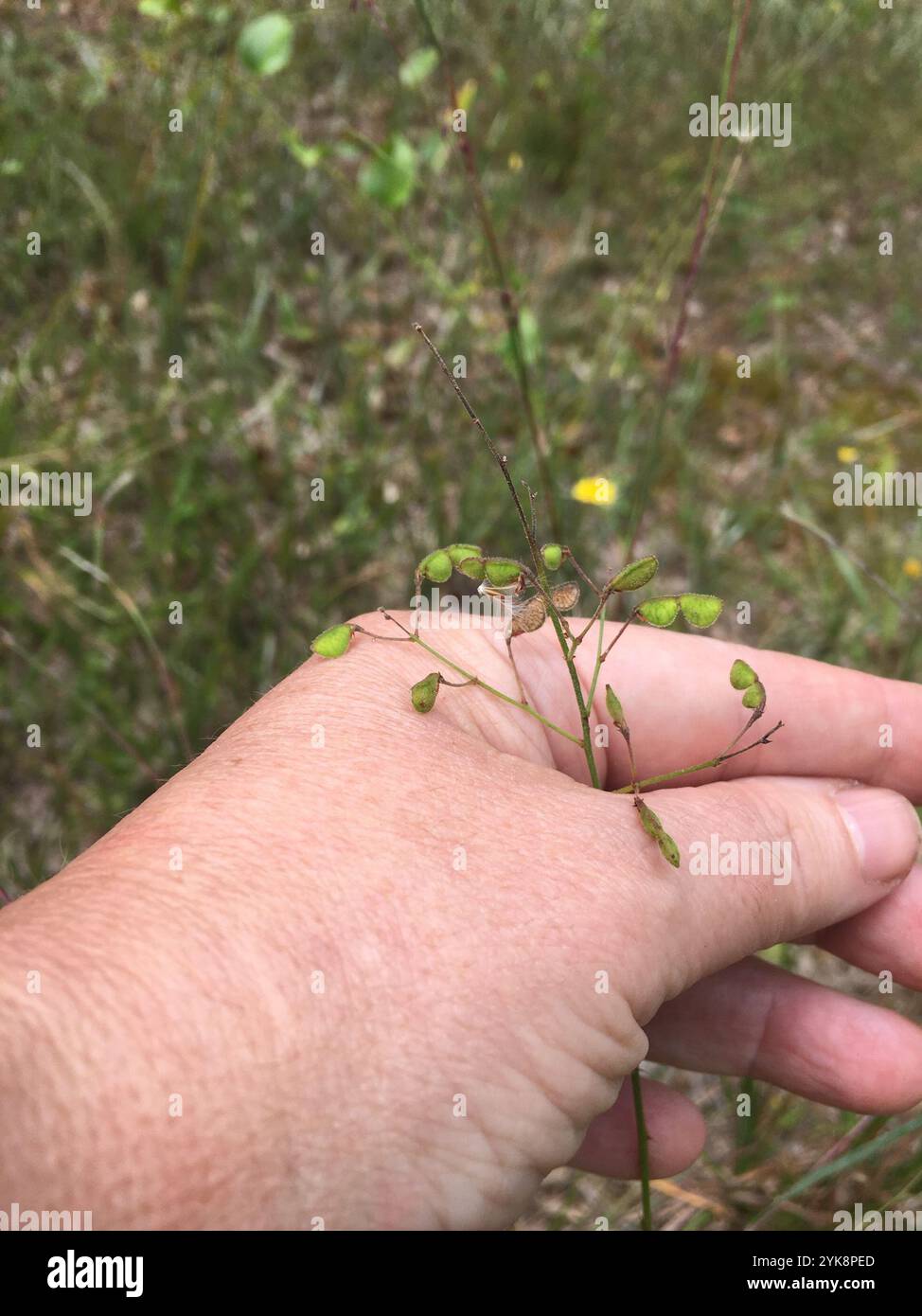 Pine Barren Ticktrefoil (Desmodium strictum Stock Photo - Alamy