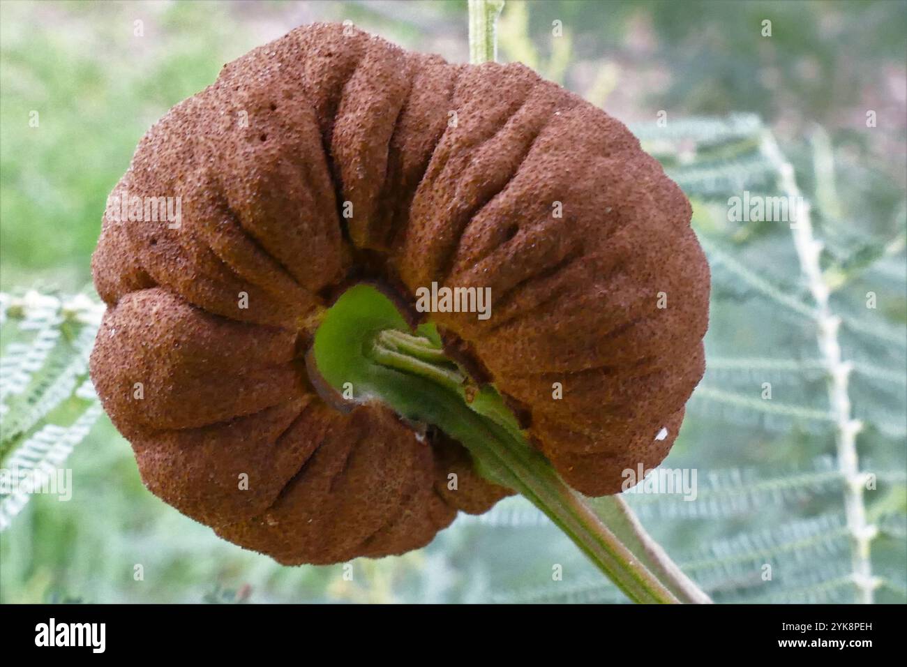 wattle gall rusts (Uromycladium Stock Photo - Alamy