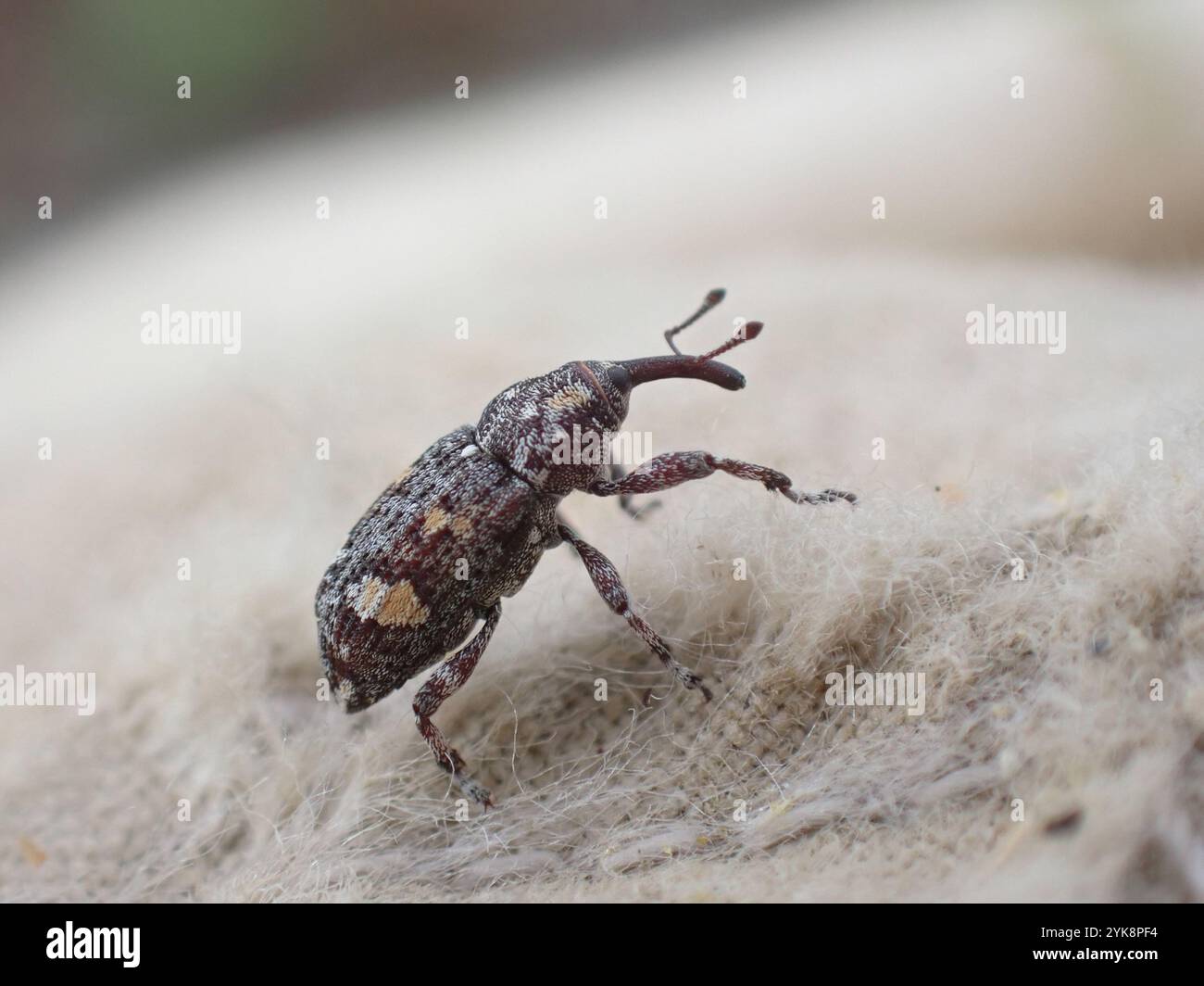 Pine Weevils (Pissodes Stock Photo - Alamy
