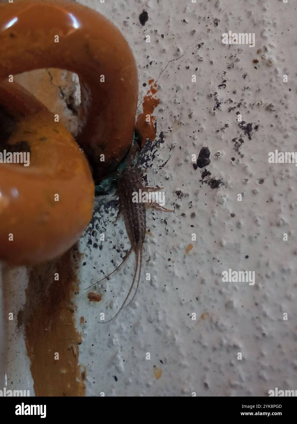 Ctenolepisma lineatum hi-res stock photography and images - Alamy