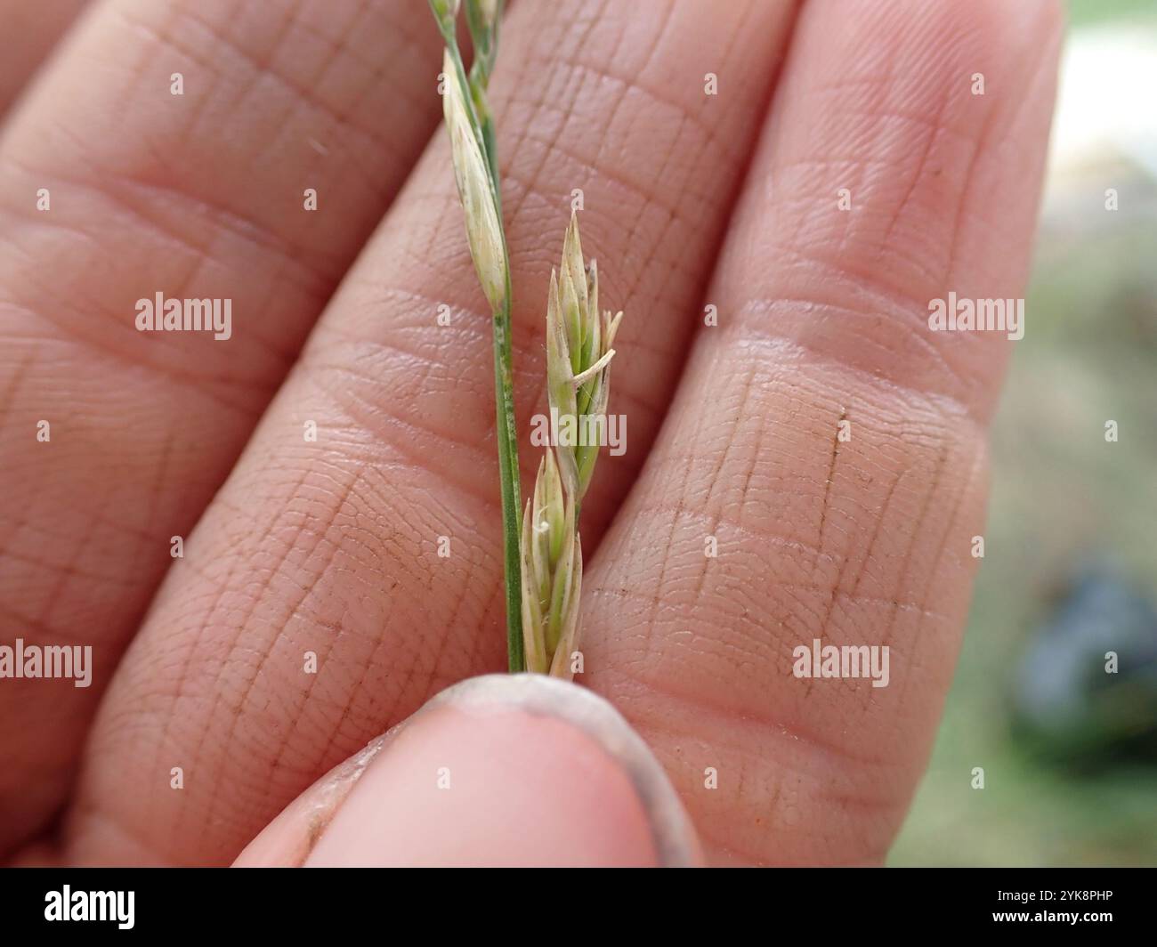 Rough fescue hi-res stock photography and images - Alamy